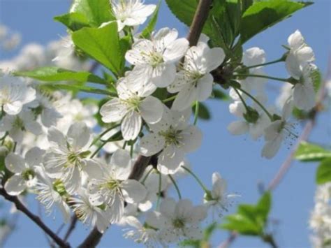 «ალუბლის ბაღი ა პ ჩეხოვის უკანასკნელი პიესა