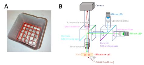 Optogenetic Stimulation And Electrophysiological Recording Of Synaptic Events In Rat Brain Slices