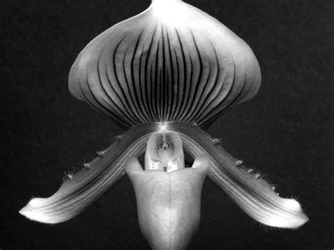 Robert Mapplethorpe Flowers
