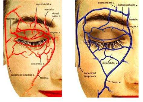 Basic Sciences Orbit Eyelids Conjunctiva Flashcards Quizlet