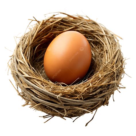 Single Brown Egg In A Birds Nest Single Brown Egg Single Egg Png