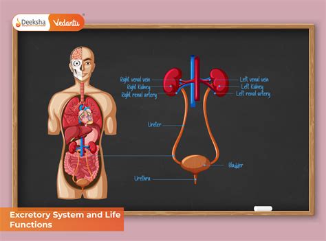 Excretory System And Life Functions Human Excretory System Organs Of