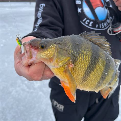 Top Ice Fishing Lures And Bait Tetra Hook