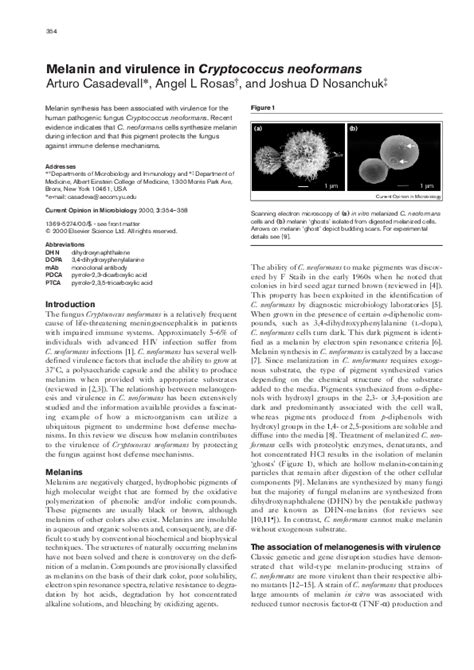 Pdf Melanin And Virulence In Cryptococcus Neoformans
