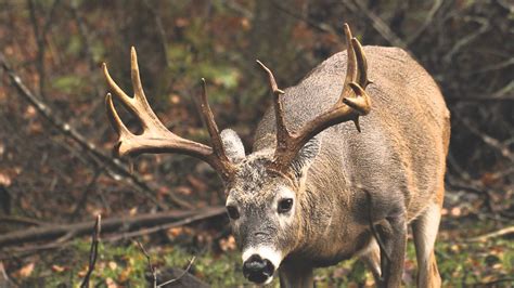 🔥 150 Big Buck Backgrounds Wallpapersafari