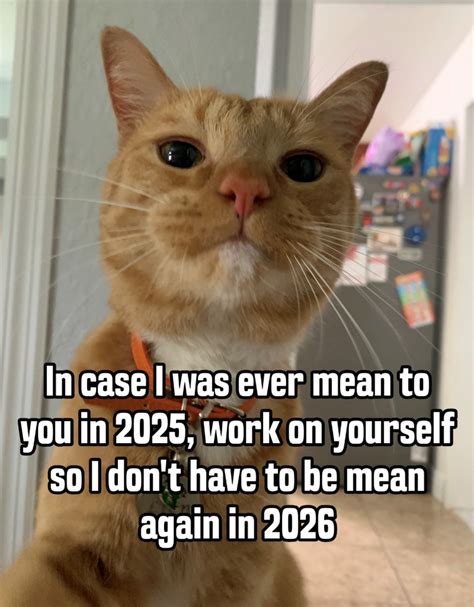 21 Cute Cat Memes For Those In Need Of Some Furry Purry Feline Comedy