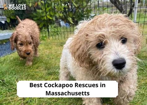 4 Best Cockapoo Rescues In Massachusetts