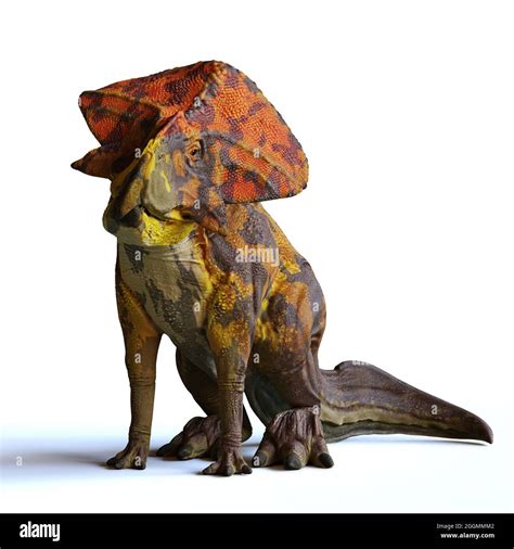 Protoceratops Dinosaur From The Late Cretaceous Period Sitting
