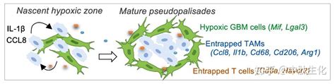 《免疫学》：发现肿瘤囚禁免疫细胞的窝点！华人科学家发现，瘤内缺氧区域吸引和封闭免疫细胞，并进行免疫抑制重编程 知乎