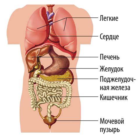 Внутренние органы человека 3 класс схема расположения