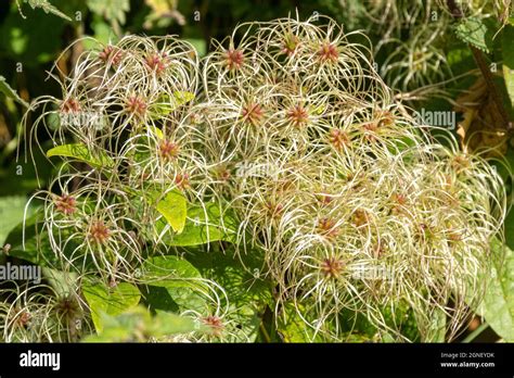 Wild Clematis Seed Heads Clematis Vitalba Also Called Old Mans Beard