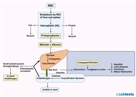 Blood Serum Bilirubin And Urine Bilirubin Tests Normal Range And