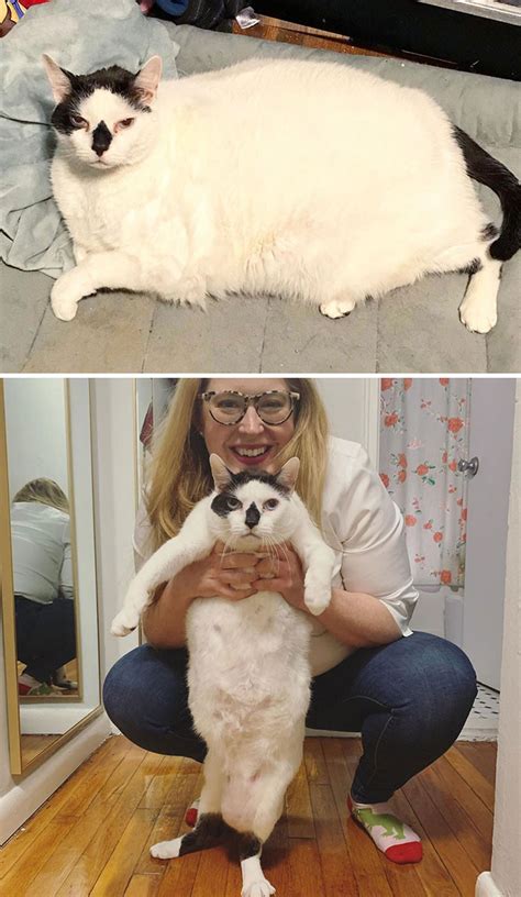 Cats Go From 33 Lb Chonkers To Smaller Healthier Weights