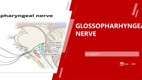 Glossopharyngeal Nerve Anatomy Function And Clinical Significance Ix