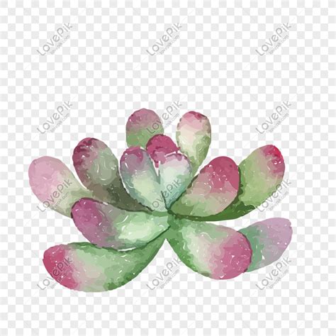 수채화 다육 무지개 비취 벡터 무료 일러스트 Png 일러스트 무료 다운로드 Lovepik