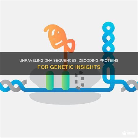 Unraveling Dna Sequences Decoding Proteins For Genetic Insights Medshun