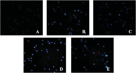 Cell Morphology By Hoechst Staining A Control Group B Model Group