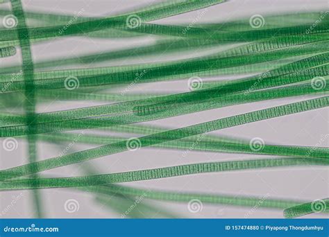 Oscillatoria Under A Microscope