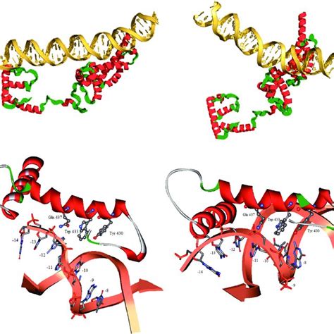 Pdf Indirect Read Out Of The Promoter Dna By Rna Polymerase In The