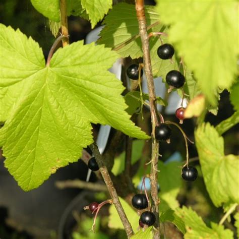 Kleinfruit Cassis Zwarte Bes Tuinplantencentrum De Pauw