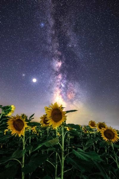 Sunflowers And Milky Way Hyogo Japan Tumbex Sunflowers And Milky Way Hyogo Japan Tumbex
