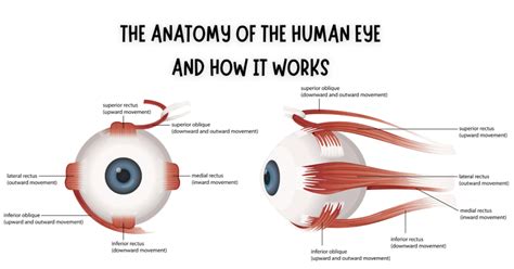 The Anatomy Of The Human Eye And How It Works Insights And Explanation Globaleyehospital