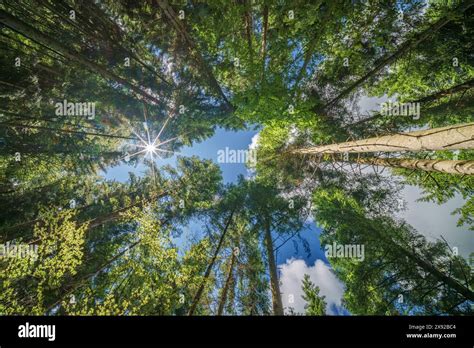 Observing The Sun Filtering Through The Dense Foliage Of A Forest