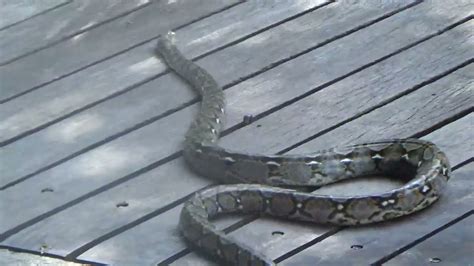 Fast Moving Python In Singapore Youtube