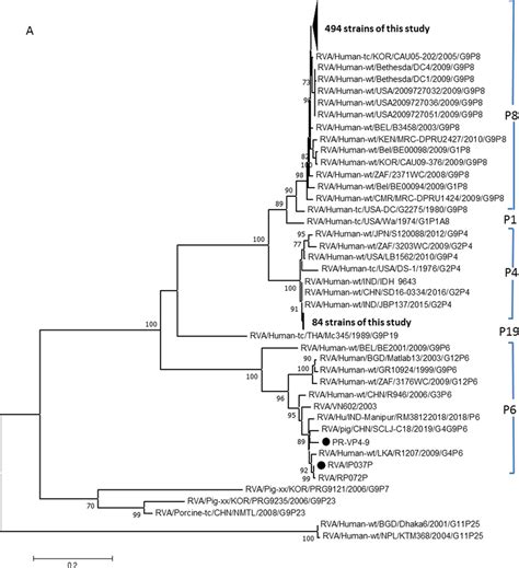 A Phylogenetic Tree Of Rotavirus Strains Based On Partial Vp4 Gene Download Scientific