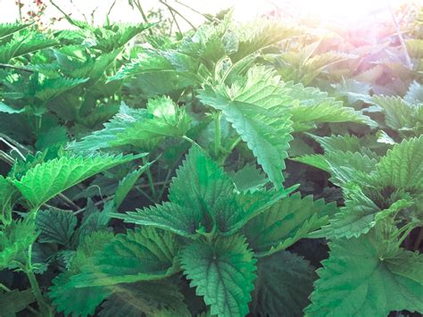 Filestinging Nettle Alingatung Philippines