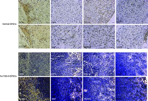 Immunohistochemical Evaluation Of The Subcutaneous Ectopic Osteogenesis Download Scientific