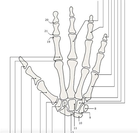 Anatomical Terminology Right Hand Dorsal Aspect Flashcards Flashcards Quizlet