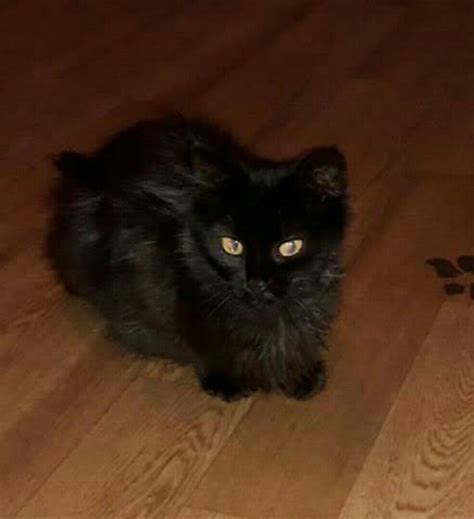 Пристраивается в добрые руки стерилизованная кошечка Глафира Возраст около двух лет Можно в