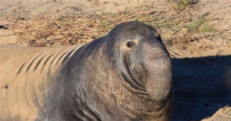 Mirek Mirunga Jejapl