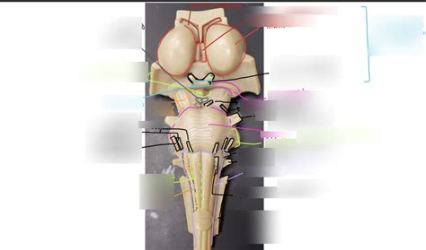 Brain Stem Diagram Quizlet