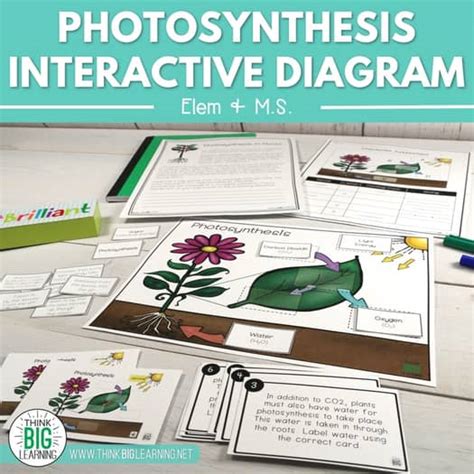 Photosynthesis Interactive Diagram Game By Think Big Learning Tpt
