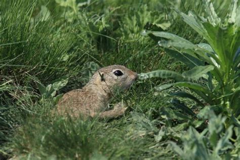 From Burrow To Bye Bye Avondales Expert Gopher Control Services
