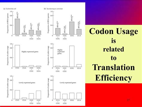 PPT Codon Usage PowerPoint Presentation Free Download ID 2955068