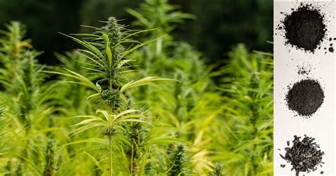 Hemp Biochar A Winning Combination For Farmers