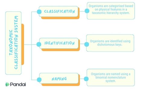 Construct Dichotomous Keys To Classify Organisms