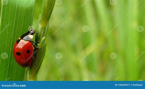 Stages Of The Ladybug Life Cycle Adult Ladybug Royalty Free Stock
