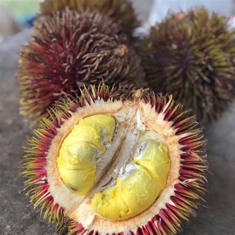 Lahung Fruit Durio Dulcis Always Shipping Best Plant And Seed For You