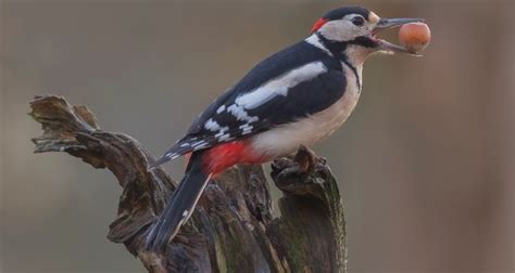 Msc Thesis Topic Using Lidar To Understand Nest Selection Of The Great