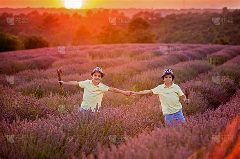 可爱的小男孩美丽的男孩在薰衣草的田野里玩耍