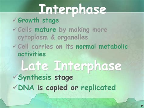 The Cell Cycle Ppt Download