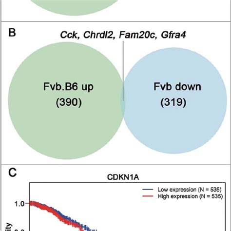 Venn Diagram Showing The Inversely Expressed Genes Between The Fvb B6