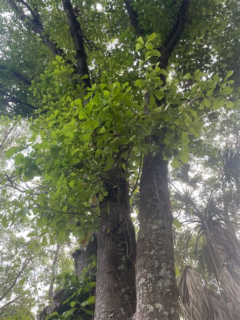 Is This Oak For A Polyphemus Moth2 Diff Trees Rmoths