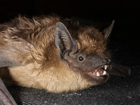 This Bat Uses Its Extra Long Penis Like An Arm While Mating