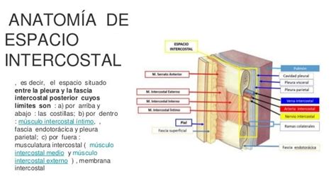 Anatomia De Espacio Intercostal Y MediciÓn De Pulso Arterial