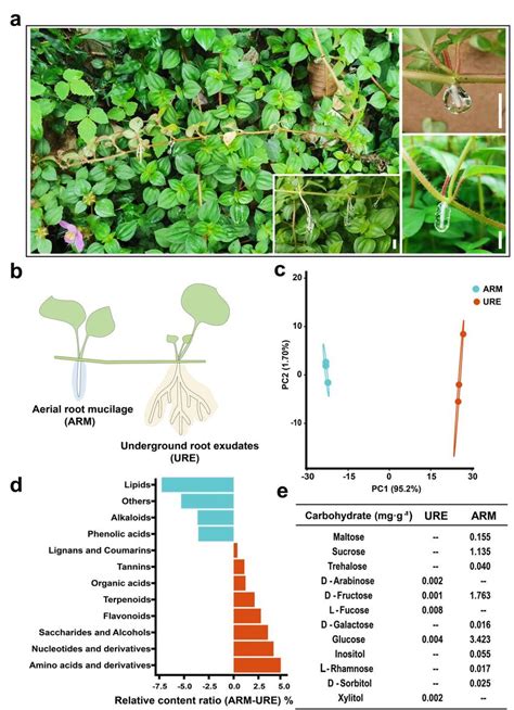 Aerial Root Mucilage Arm And Underground Root Exudate Ure Compound